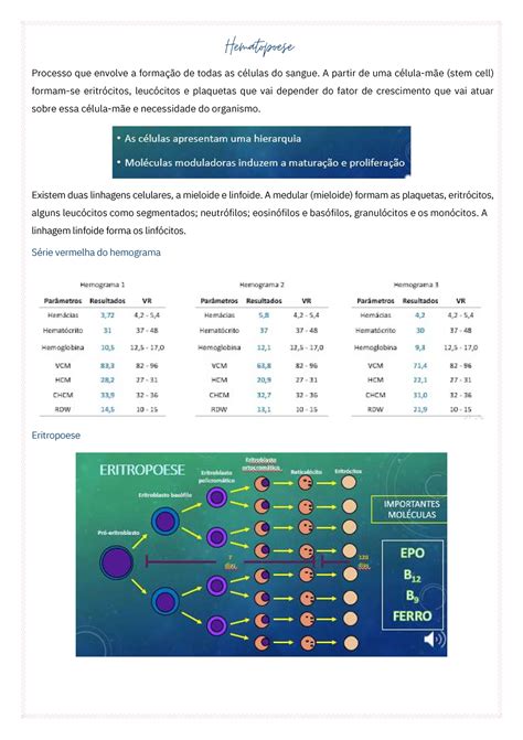 Hematopoese Eritropoese Processo Que Envolve A Formação De Todas As
