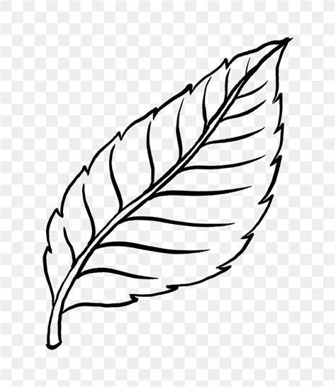 Simple Leaf Clip Art Black And White