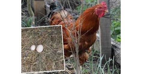 Петел започна да снася яйца в Турция | Български Фермер