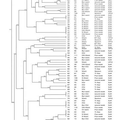 Upgma Clustering Dendrogram Indicating Percentage Similarity Between