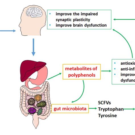 Effects Of Polyphenols On Neurodegenerative Diseases By Gut Microbiota Download Scientific