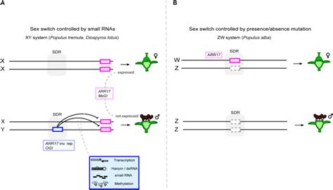 The Diversity And Dynamics Of Sex Determination In Dioecious Plants Pmc