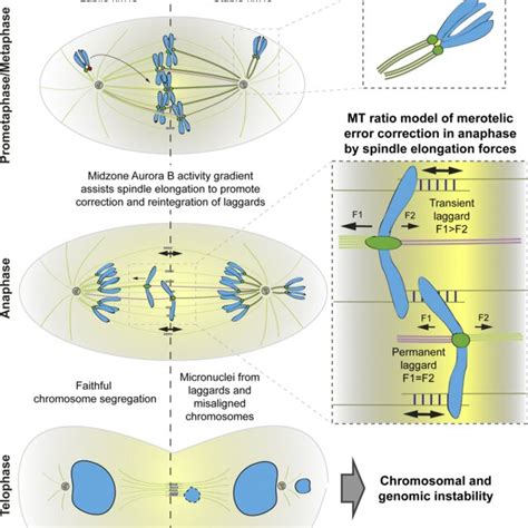 Role Of Aurora B In Anaphase Error Correction And The Spatiotemporal