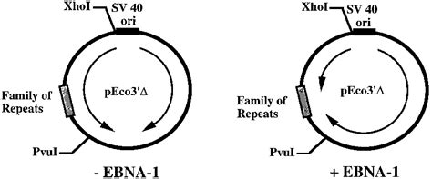 Direction Of Replication Fork Movement From The Sv40 Origin In The