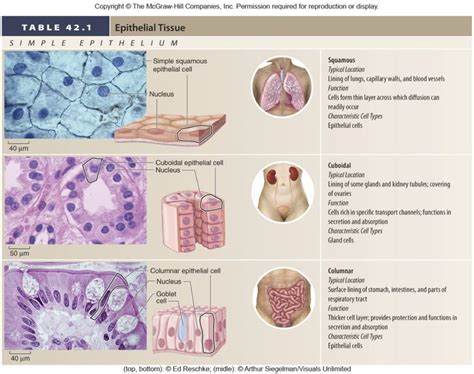 What Is Epithelial Tissue Different Types Of Structure The Best Porn Website