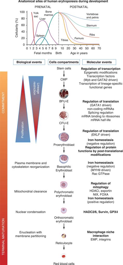 Biology Of Erythropoiesis Erythroid Differentiation And Maturation Clinical Tree