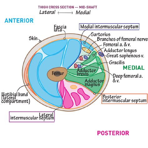 Gross Anatomy Glossary Cross Section Of The Mid Thigh Ditki Medical