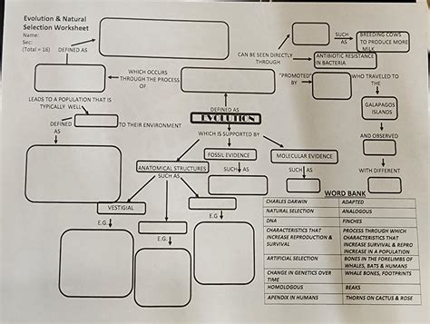 Solved Evolution And Natural Selection Worksheet Name Sec
