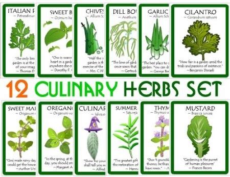 Custom Collection Of High Quality Herb Seeds Herb Identification