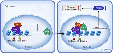Hmgb1 Set Hat1复合物介导的sash1抑制驱动肺腺癌的糖酵解和转移 Oncogene X Mol