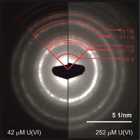 Selected Area Electron Diffraction Images From The 1 Day 42 µm U Vi Download Scientific