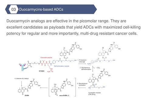 Ppt Duocarmycin Powerpoint Presentation Free Download Id 7698010