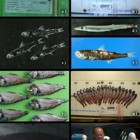 A Lepidion Schmidti B Lepidion Eques C Oneirodes Sp D Melanonus