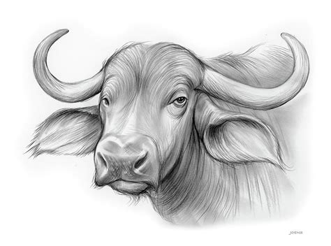 Asian Water Buffalo Drawing