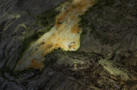 Forest Structure On Behance