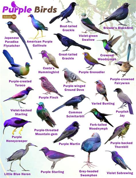 Purple Birds Facts List Pictures And More
