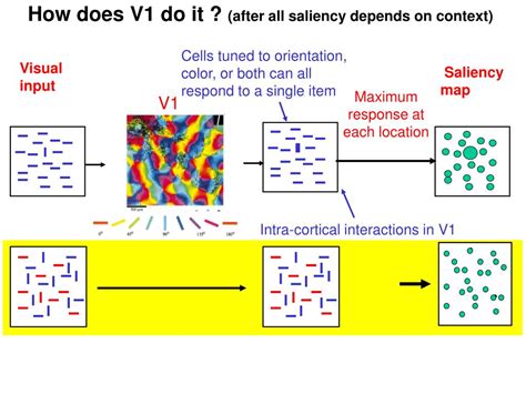 ppt a bottom up visual saliency map in the primary visual cortex