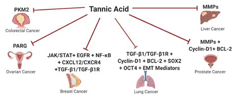 Schematic Representation Of Tannic Acid Potential Anticancer Activity Download Scientific