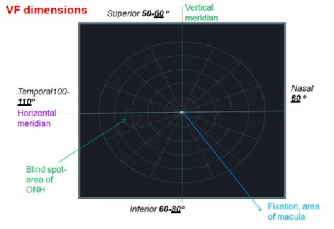 Visual Fields Flashcards Quizlet