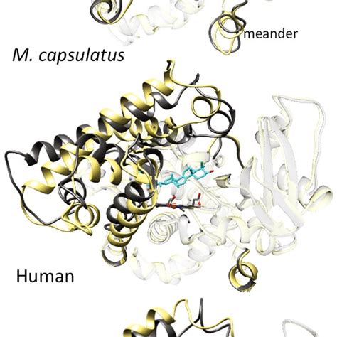 Substrate Induced Conformational Switch Is Similar In Bacterial And Download Scientific Diagram