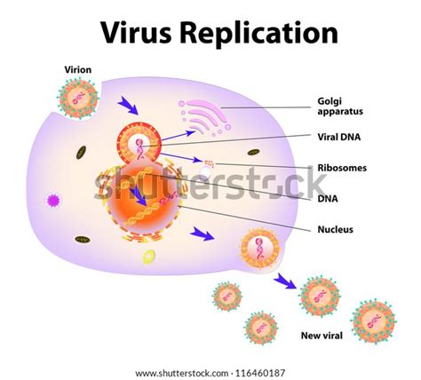 How A Virus Replicates Over Royalty Free Licensable Stock Vectors Vector Art Shutterstock