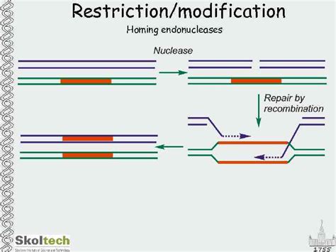 Msu Skol Tech Restriction Modification Restriction Modification Restriction