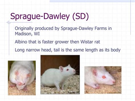 rats and mice flashcards quizlet