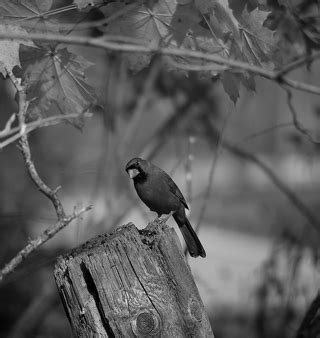 Matplotlib How Can I Convert An Rgb Image Into Grayscale In Python Stack Overflow