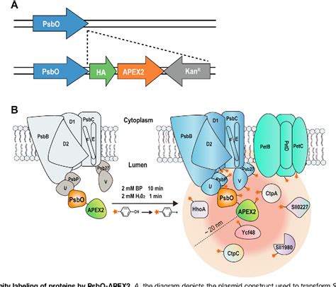 Figure 3 From Proximity Labeling Facilitates Defining The Proteome Neighborhood Of Photosystem