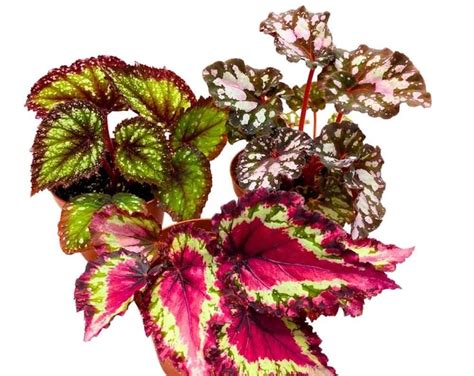 Rex Begonia Strawberry Twist Etsy