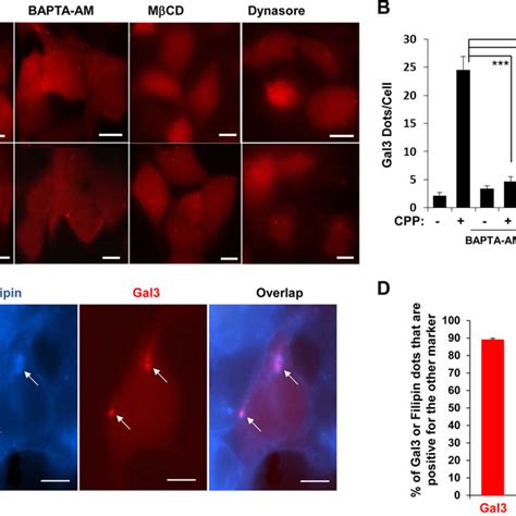 Cpp Induced Autophagy Requires Clathrin Dependent Endocytosis Hek293