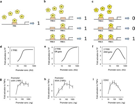 Mathematical Models Of Promoter Activity A C Simplified Schemes Download Scientific