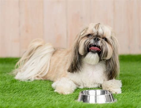 8 Common Shih Tzu Eating Problems