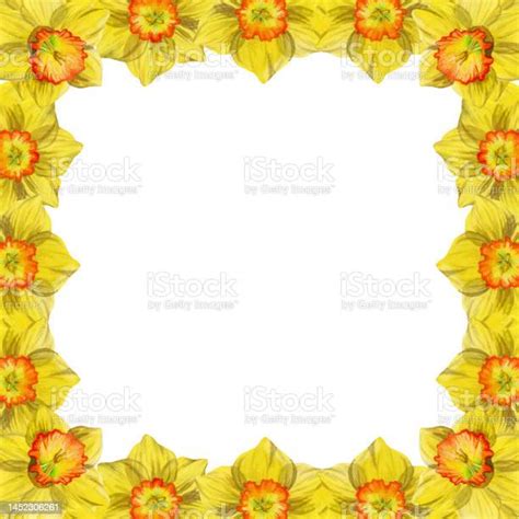 수채화 손으로 그린 사각형 프레임에는 봄 꽃 수선화 헌병 나뭇가지 나뭇잎이 있습니다 흰색 배경에 격리 초대장 결혼식 인사말 카드