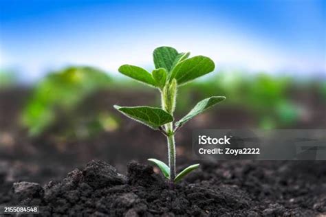 농경지에서 콩이 새싹을 클로즈업합니다 열린 들판의 식물 선택적 초점 소프트 포커스 대두 콩에 대한 스톡 사진 및 기타 이미지 대두 콩 농업 식물 Istock