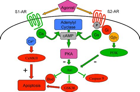 Figure 3 From The Role Of β Adrenergic Receptors In Heart Failure