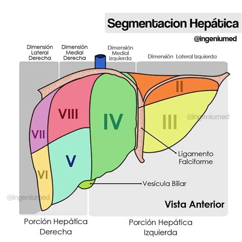Segmentación Hepática Vista Anterior Anatomía Médica Higado Anatomia Anatomia Y Fisiologia