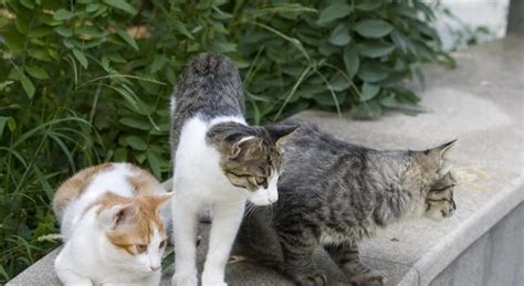 小区有人投食，聚集了很多流浪猫，居民被流浪猫抓伤是谁的责任？