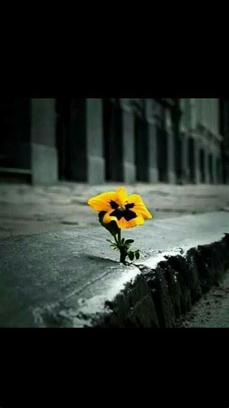 Sobre Mim Wiki Namoro Amino