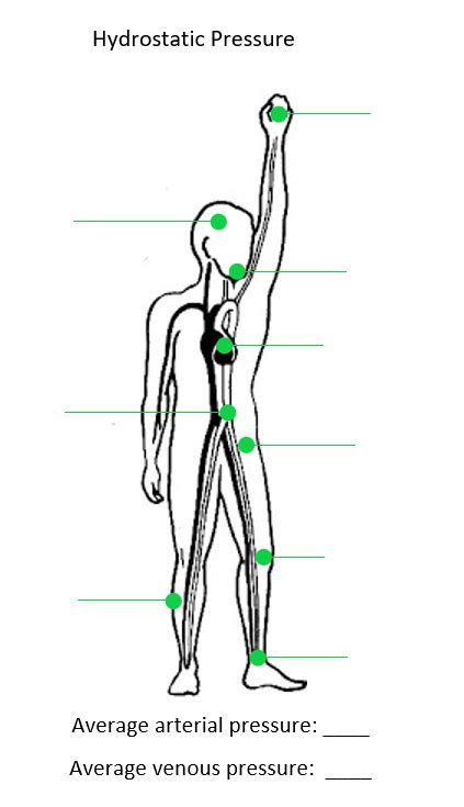 Hemodynamics Diagram Quizlet