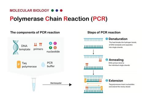 basic steps of pcr