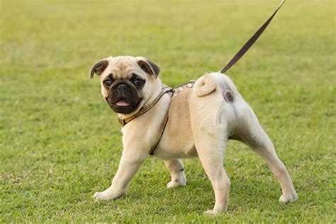 16 Best Dog Breeds For Seniors And The Elderly With Info And Pictures