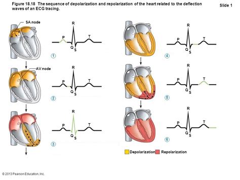 Sequence Of Ventricular Depolarization And Repolarization Diagram Quizlet