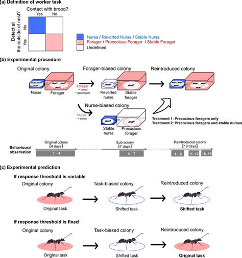Task Definition And Experimental Design A Worker Tasks Were Divided Download Scientific