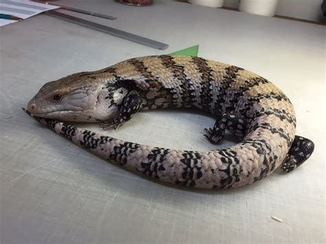 Blue Tongue Skink Morphs