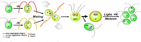 Figure 1 From Some Progress In Sexual Reproduction And Sex Determination Of Economic Algae