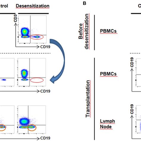 Flow Cytometry Analysis Of Circulating And Lymph Node B Cellsa After Download Scientific