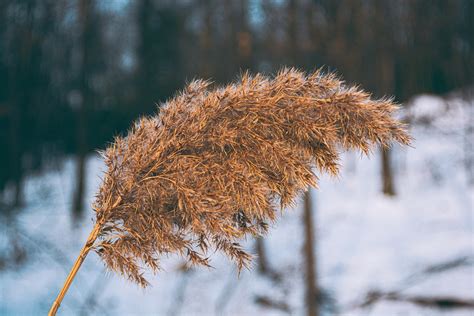 Reed Grass Winter Free Photo On Pixabay Pixabay