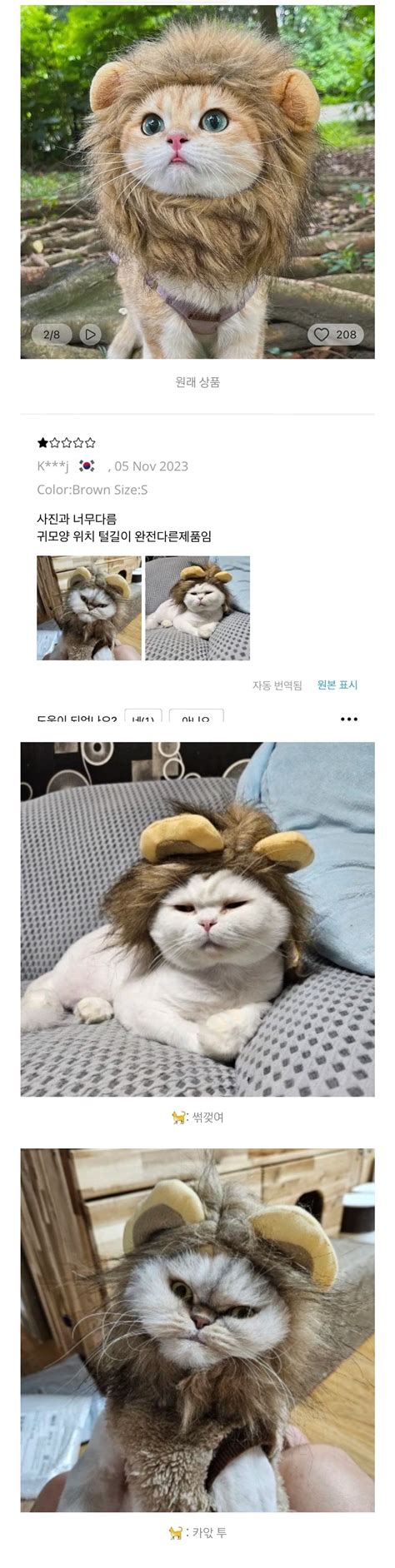 고양이 사자 갈기털 후기  유머 움짤 이슈 에펨코리아