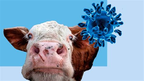 Нехворощанська ВАЖЛИВО Зупинимо вірус ящуру Не допустимо поширення в Україні Ящур — це